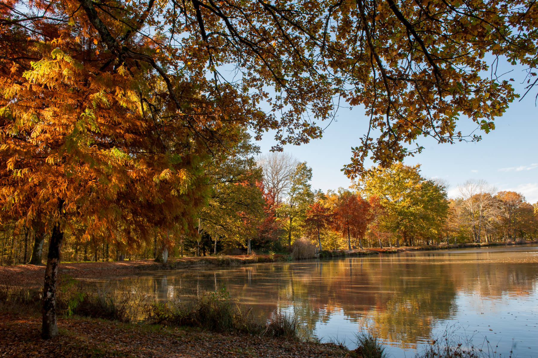 La Ferté-Saint-Aubin - a town in Portes de la Sologne