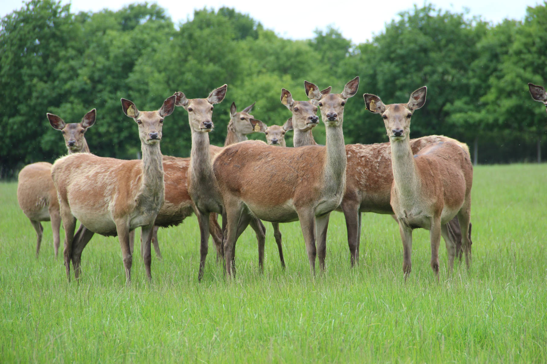 Domaine du Ciran, un conservatoire unique en Sologne